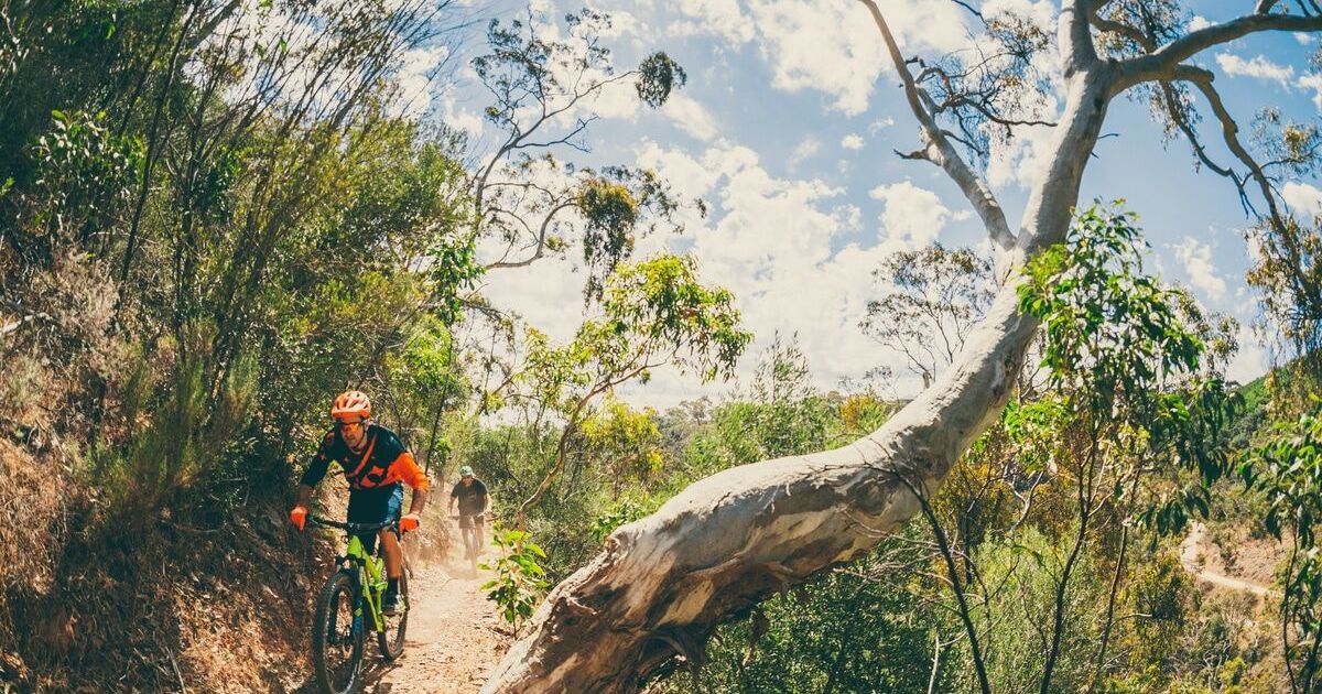 Radelaide | Roar Adventures